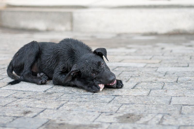 Black stray dog stock photo. Image of dirty, rescue, sadness - 60164622