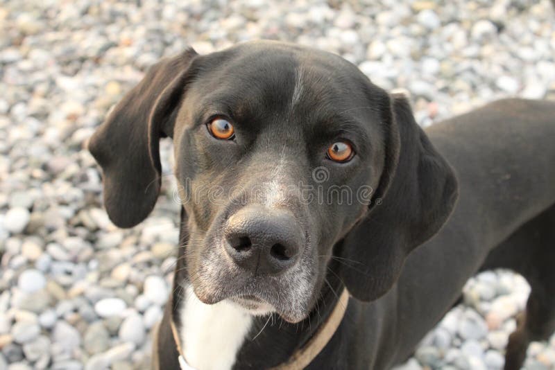 Black Stray Dog with Brown Eyes Stock Photo - Image of friend, face ...