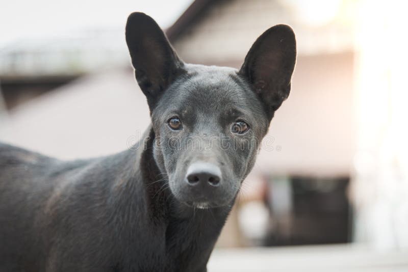 Black stray dog stock photo. Image of dirty, rescue, sadness - 60164622