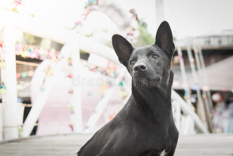 Black stray dog stock image. Image of thailand, homeless - 60166283