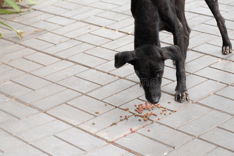 A Black Stray Dog is Eating Ground Food Stock Image - Image of ...
