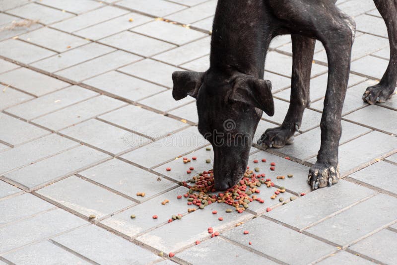359 Stray Dog Eating Food Photos - Free & Royalty-Free Stock Photos ...
