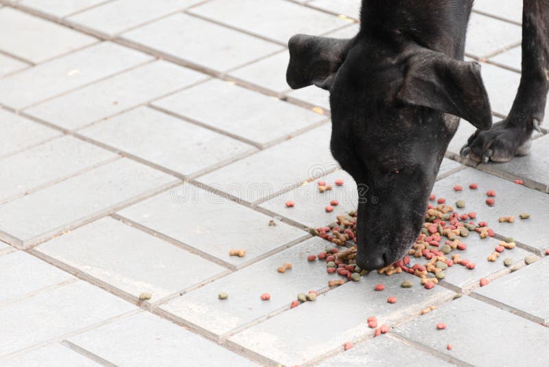 A Black Stray Dog is Eating Ground Food Stock Image - Image of ...