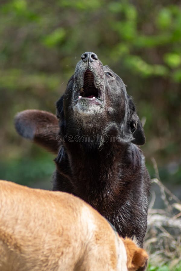 Black labrador dog howls stock image. Image of mixed - 269045563