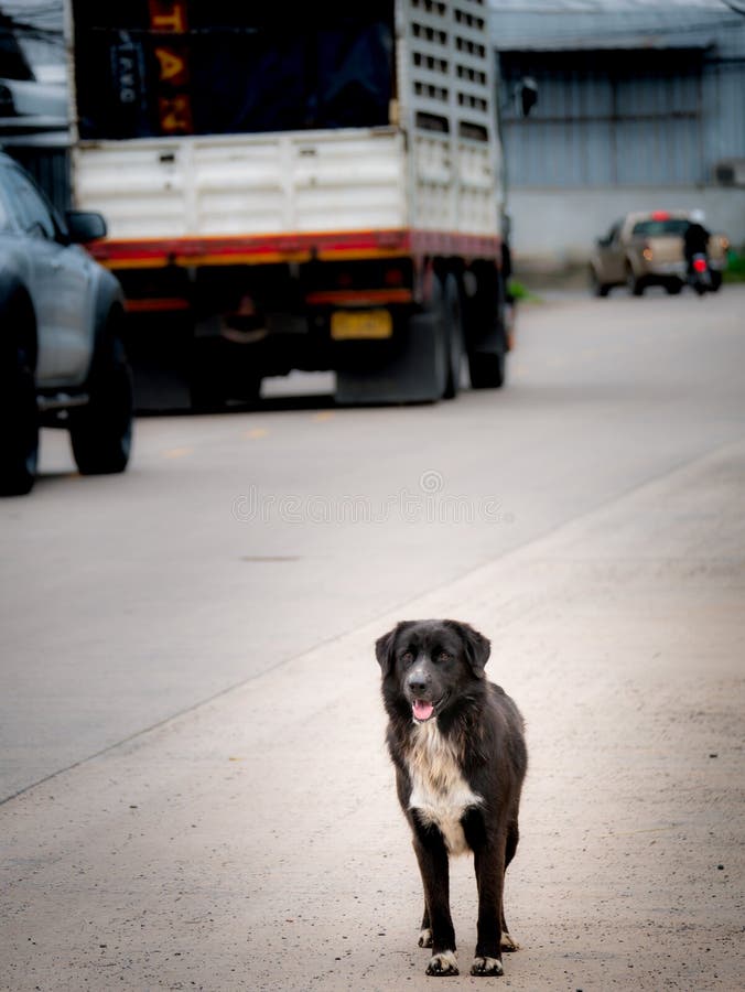 Black Stray Dog Standing on the Street Stock Photo - Image of lying ...