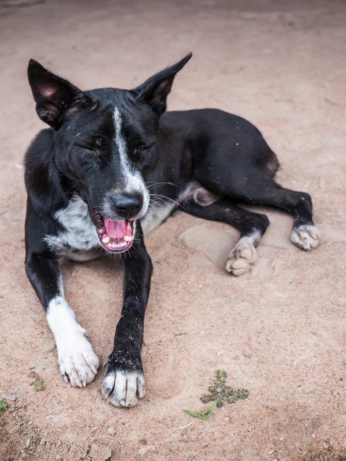 Black street dog stock image. Image of shot, mixed, puppy - 89523819