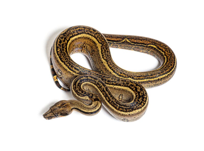 Black Stripe Boa Constrictor, Isolated Stock Image - Image of white ...