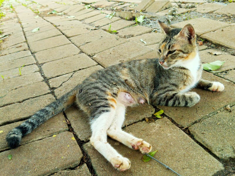 Beautiful Black Striped Cat Stock Photo - Image of breed, funny: 307343000