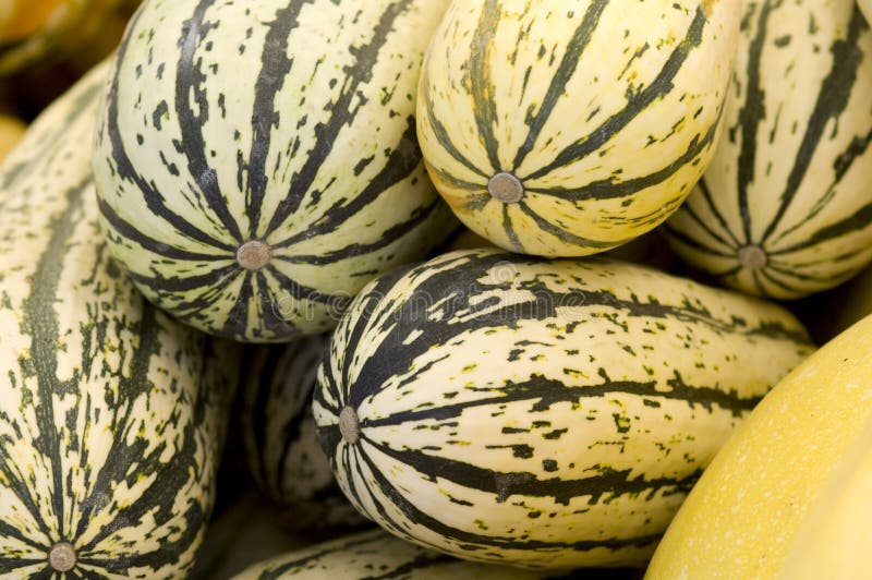 Black Striped Delicate Squash Stock Image - Image of autumn, october ...