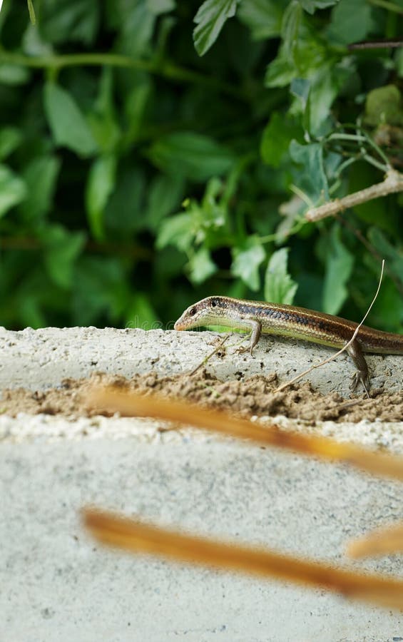 Striped lizard stock image. Image of green, macro, color - 24805537
