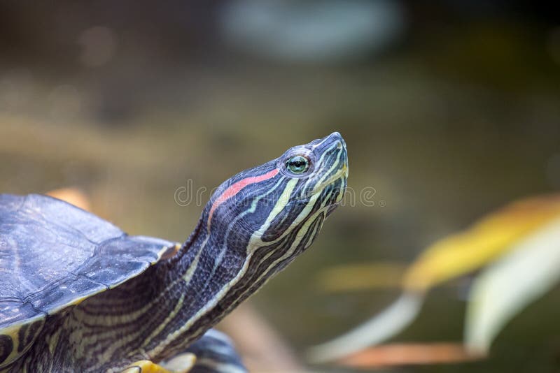 Striped lizard stock image. Image of green, macro, color - 24805537