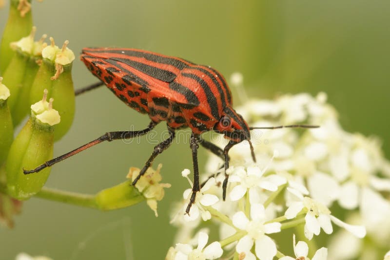 Black Striped Red Shieldbug on a White Flower Stock Image - Image of ...