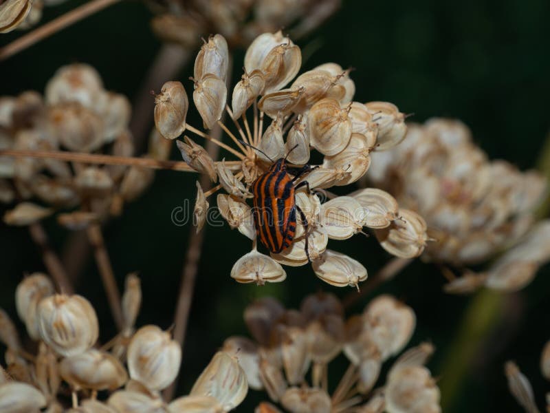 Black Striped Shield Bug on Plant Stock Photo - Image of outdoor ...
