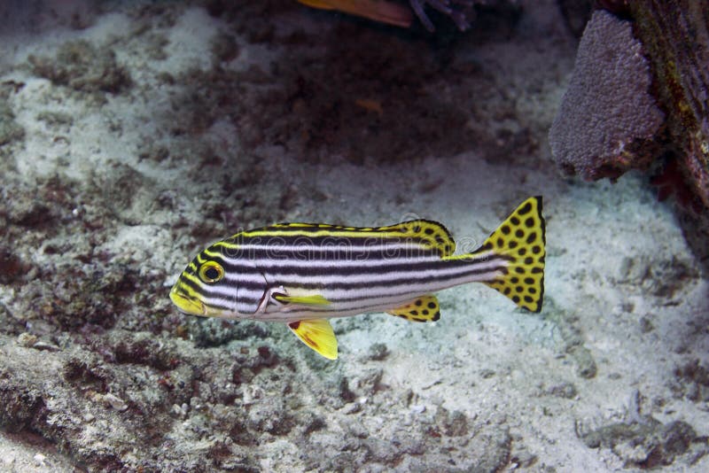 Black-stripped yellow fish stock photo. Image of liveaboard - 16920472