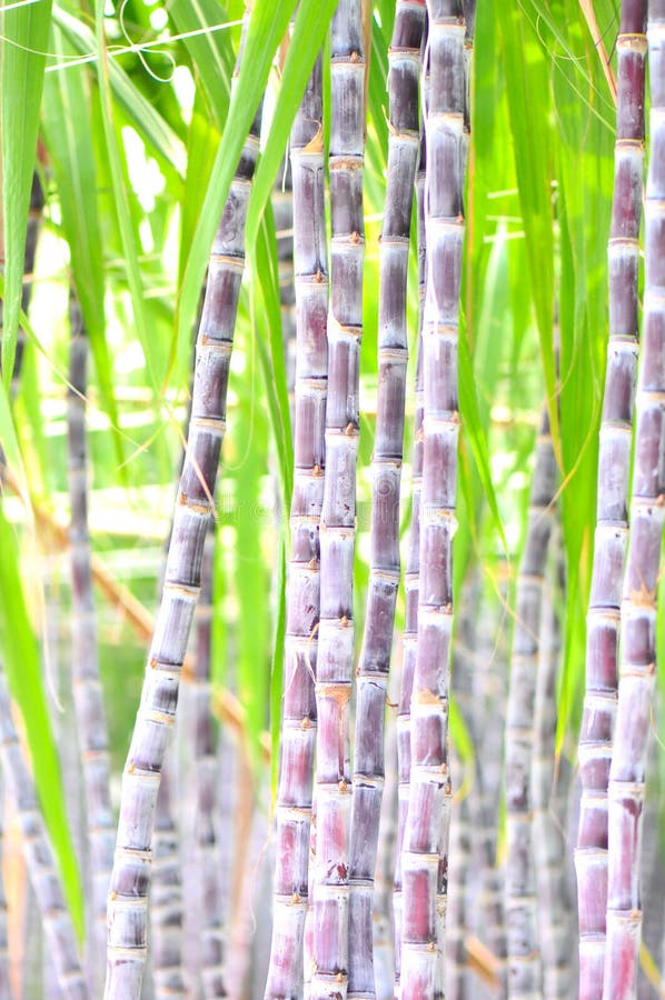 10+ Cane thicket Free Stock Photos - StockFreeImages