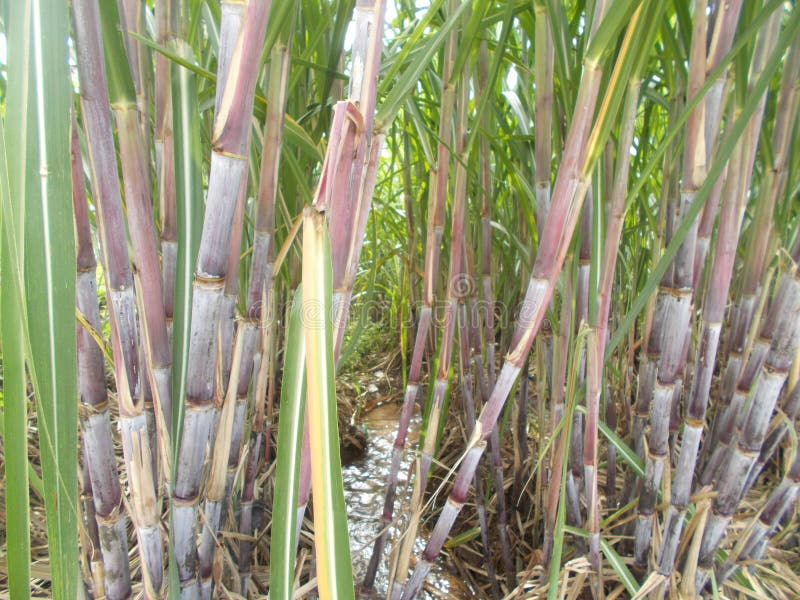 Black Sugar Cane Trees and the Small River Stock Image - Image of small ...