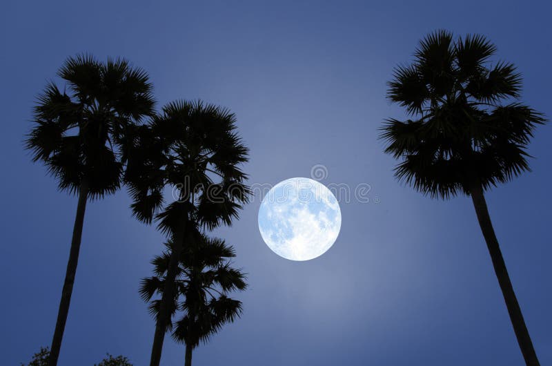 Black Sugar Palm Trees in Full Moon Night Stock Photo - Image of rural ...