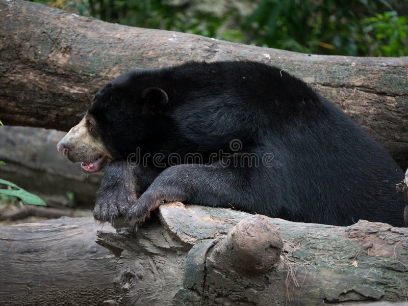Black sun bear stock image. Image of brown, bear, tropical - 93169913