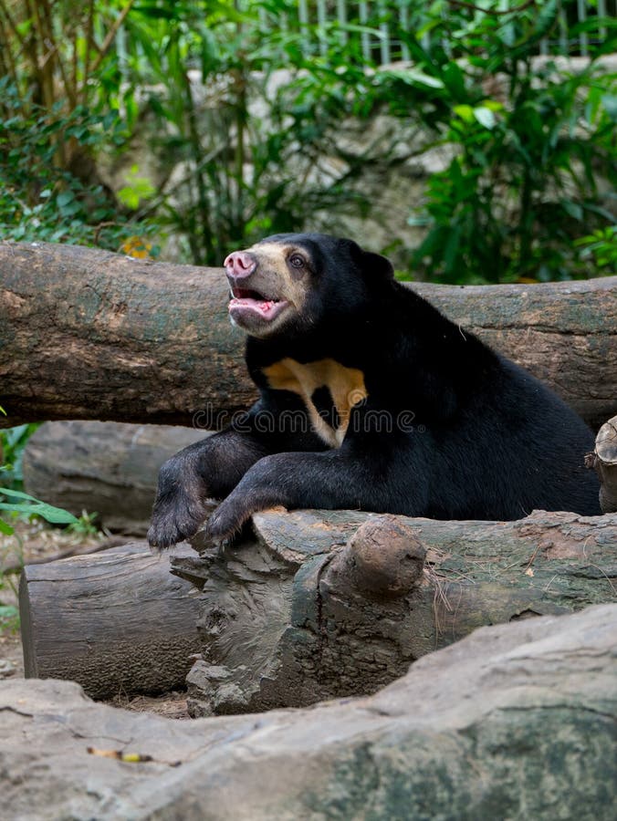 Black sun bear stock photo. Image of logs, rainforest - 93169950