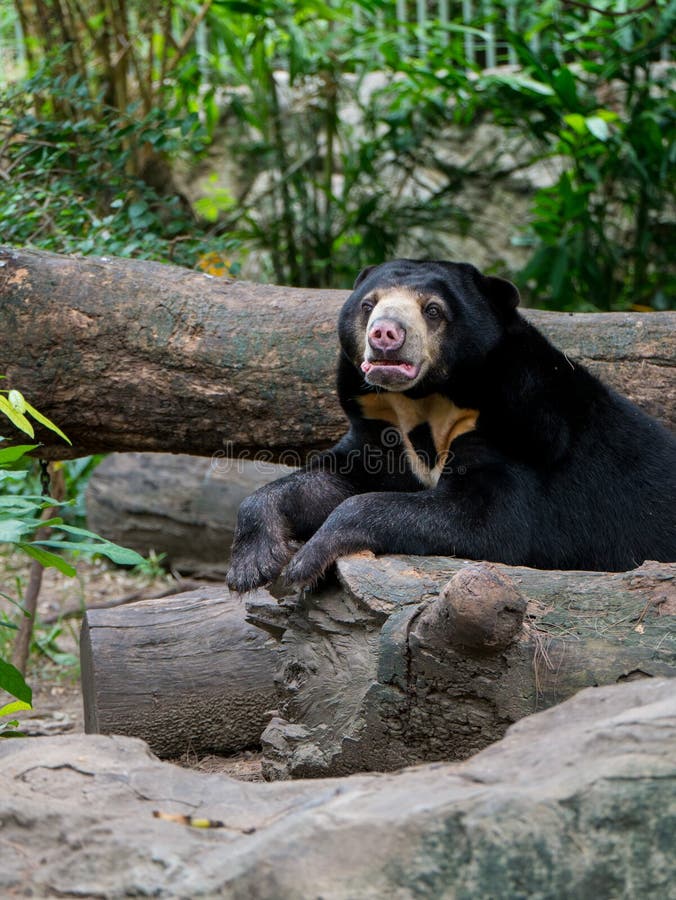 Black sun bear stock image. Image of brown, squirrel - 93169901