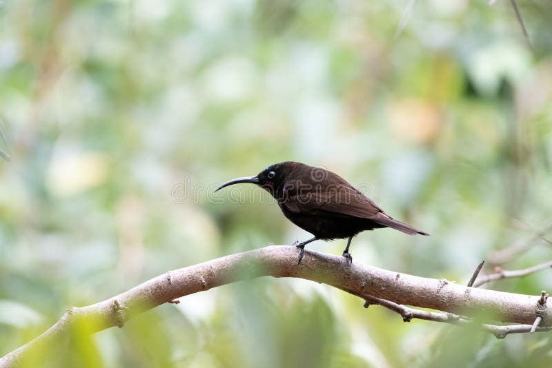Black Sunbird (Chalcomitra Amethystina) on a Branch Stock Image - Image ...