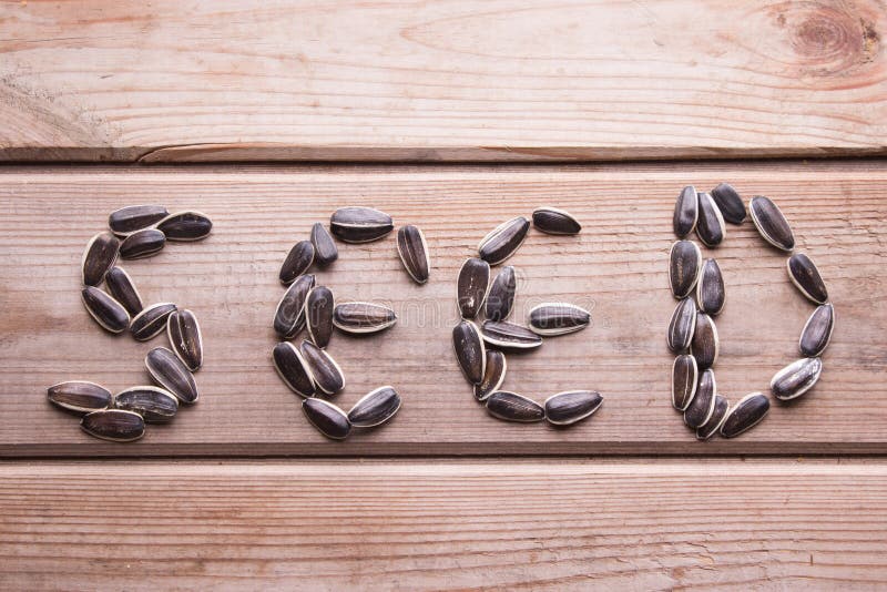 Black sunflower seeds stock photo. Image of nature, blossom - 91495362