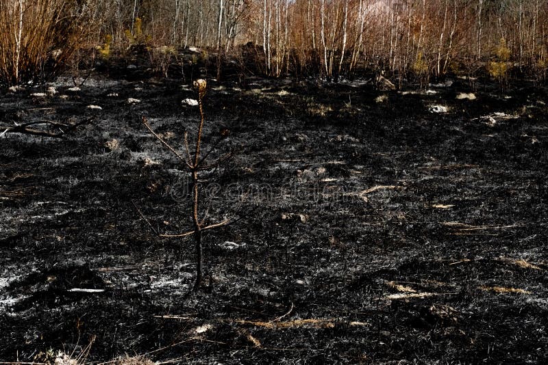 493 Charred Land Stock Photos - Free & Royalty-Free Stock Photos from ...