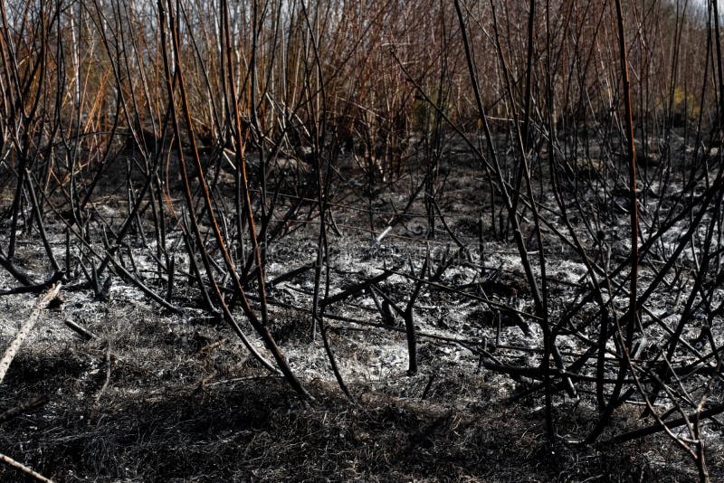 Effects of Grass Fire on Soils. Charred Grass after a Spring Fire ...