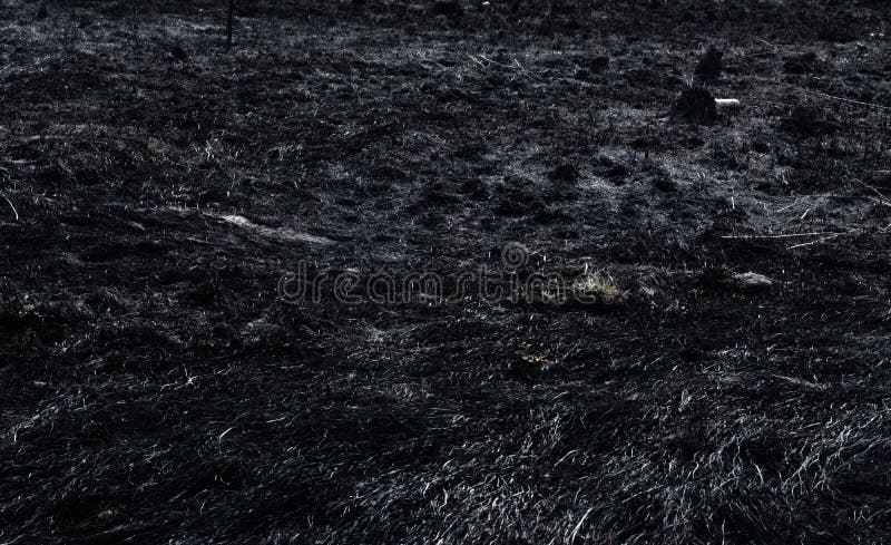 493 Charred Land Stock Photos - Free & Royalty-Free Stock Photos from ...