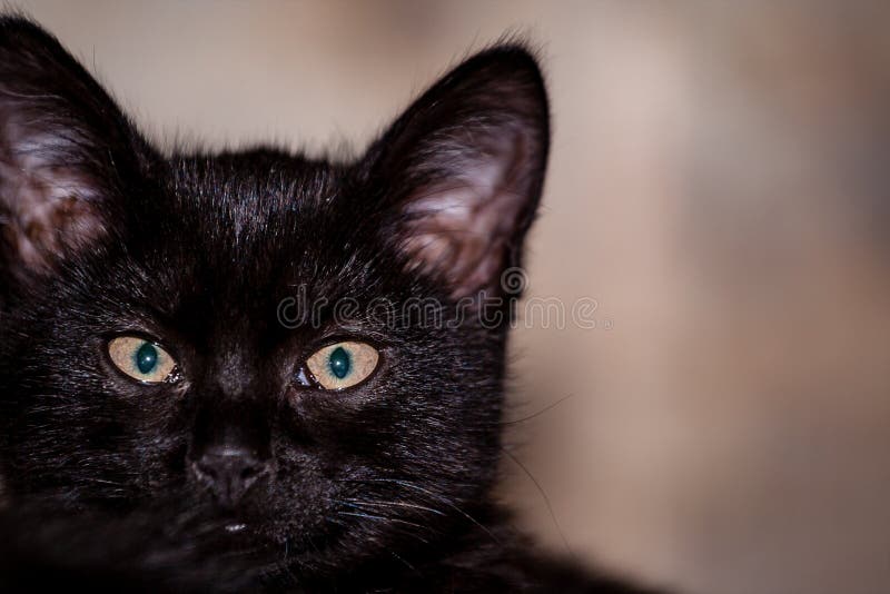 Suspicious cat stock image. Image of friend, close, nature - 82269737