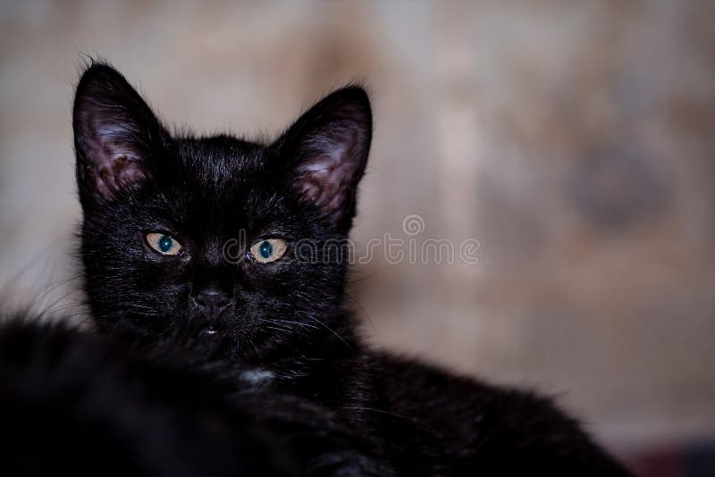 Black Suspicious Cat - Vintage Film Look Stock Photo - Image of blue ...