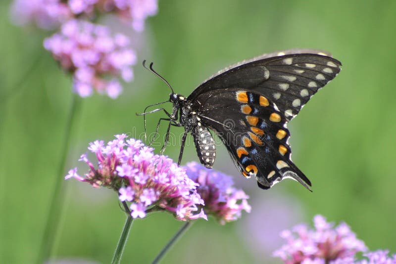 Butterfly with Purple Flowers Stock Photo - Image of black, purple: 2986620