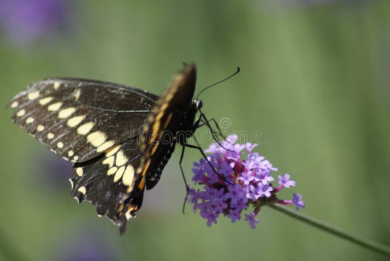Black Swallowtail stock image. Image of purple, flutterby - 279859799