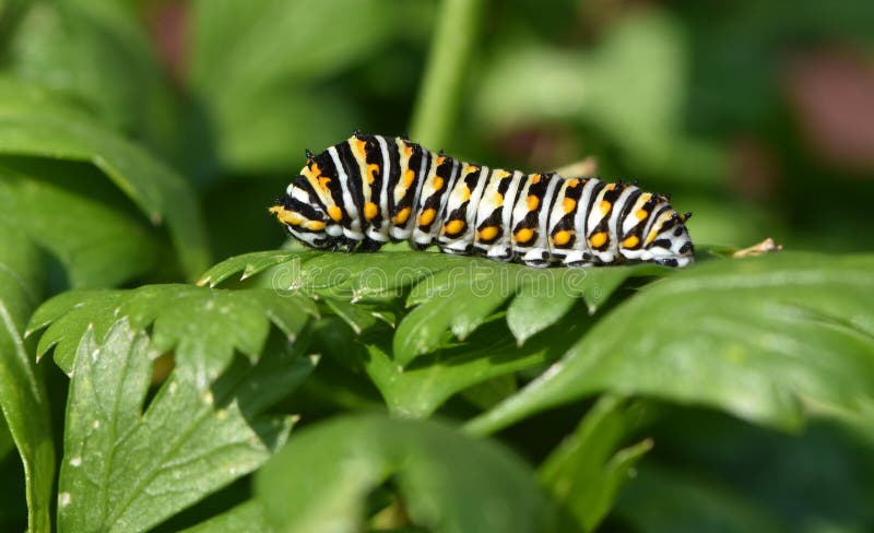1,759 Swallowtail Worm Stock Photos - Free & Royalty-Free Stock Photos ...