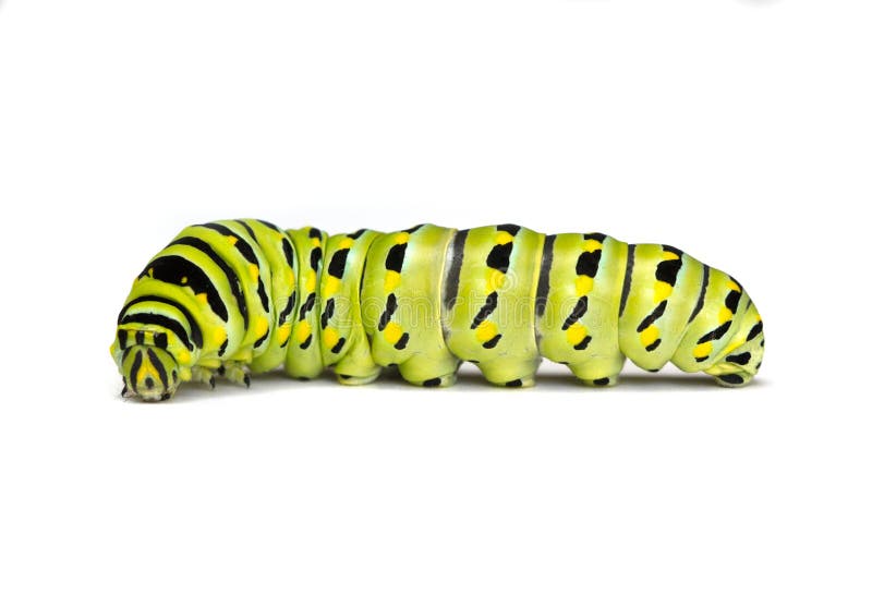 Black Swallowtail Caterpillar on a White Background Stock Photo - Image ...