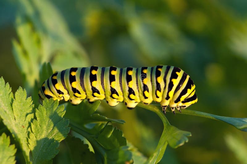 Black Swallowtail Larva stock photo. Image of insect - 33005224