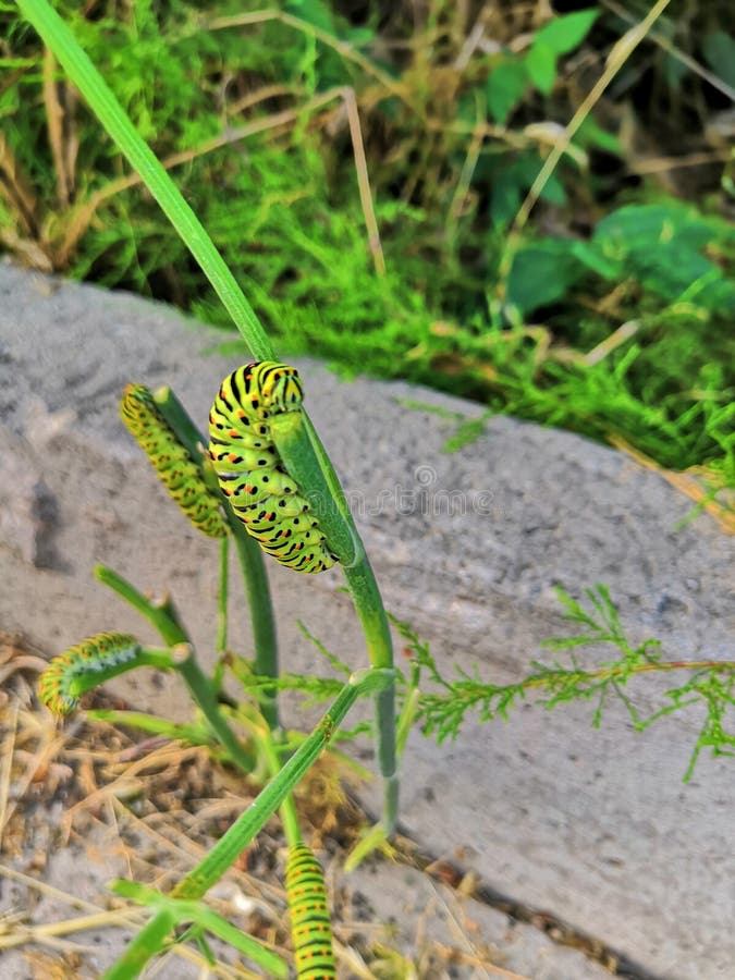 Swallowtail larva stock image. Image of growth, stages - 20422241
