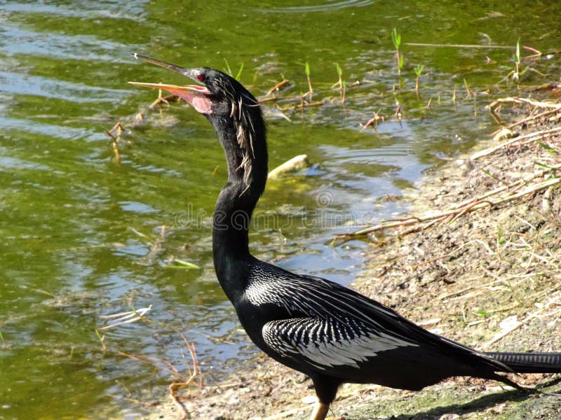 Black Swamp Bird on the Shore Stock Image - Image of hide, juvenile ...
