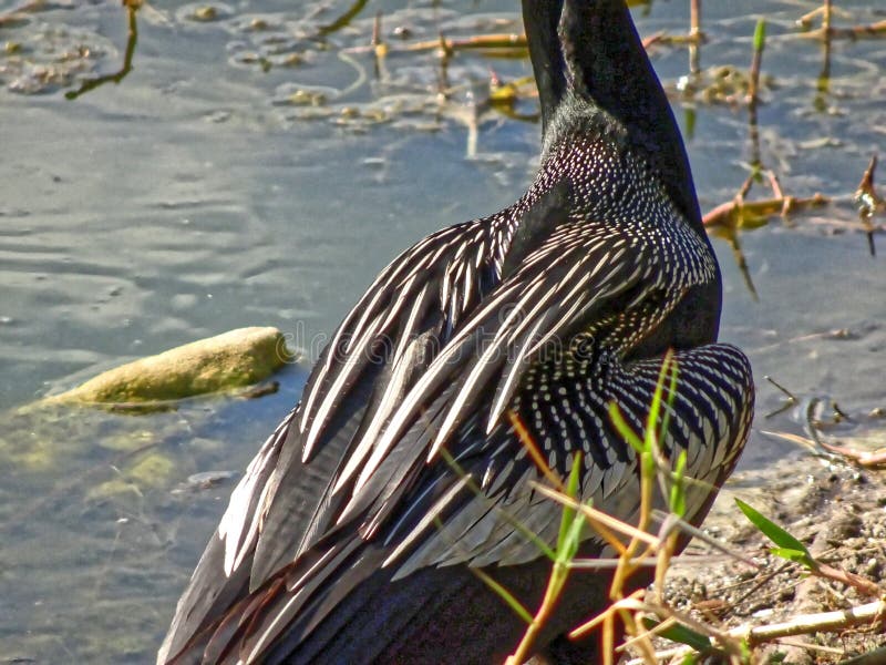 Black Swamp Bird on the Shore Stock Photo - Image of animal, natural ...