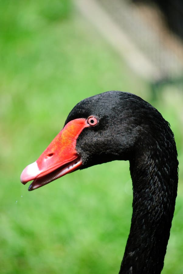 Swan Teeth Stock Photos - Free & Royalty-Free Stock Photos from Dreamstime