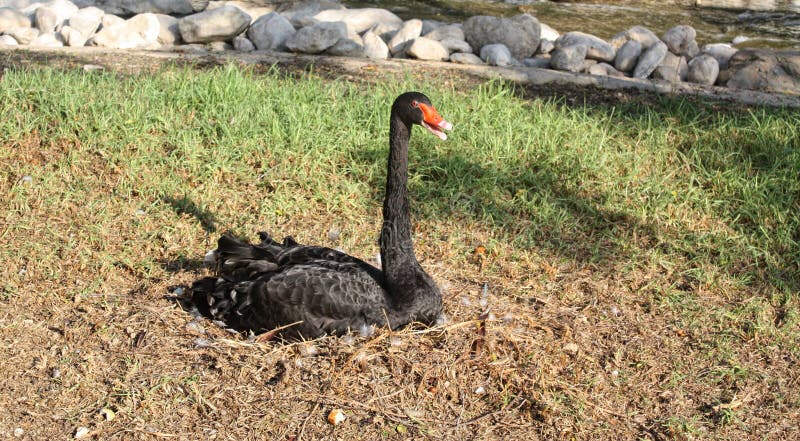 Black Swan stock image. Image of fluffy, necks, relaxed - 13492649
