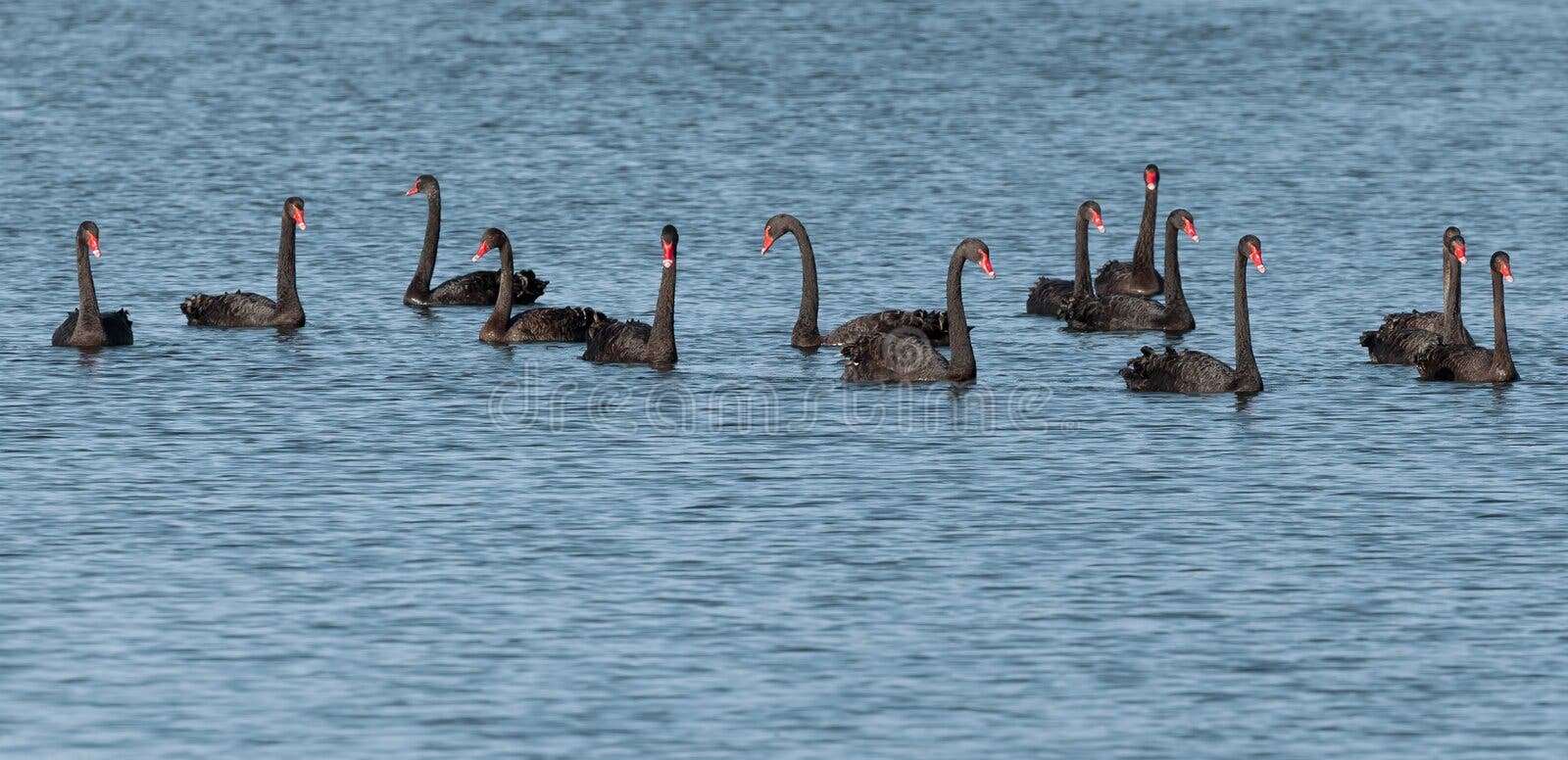 Some Bird Poop on the Ground Stock Photo - Image of dirty, droppings ...