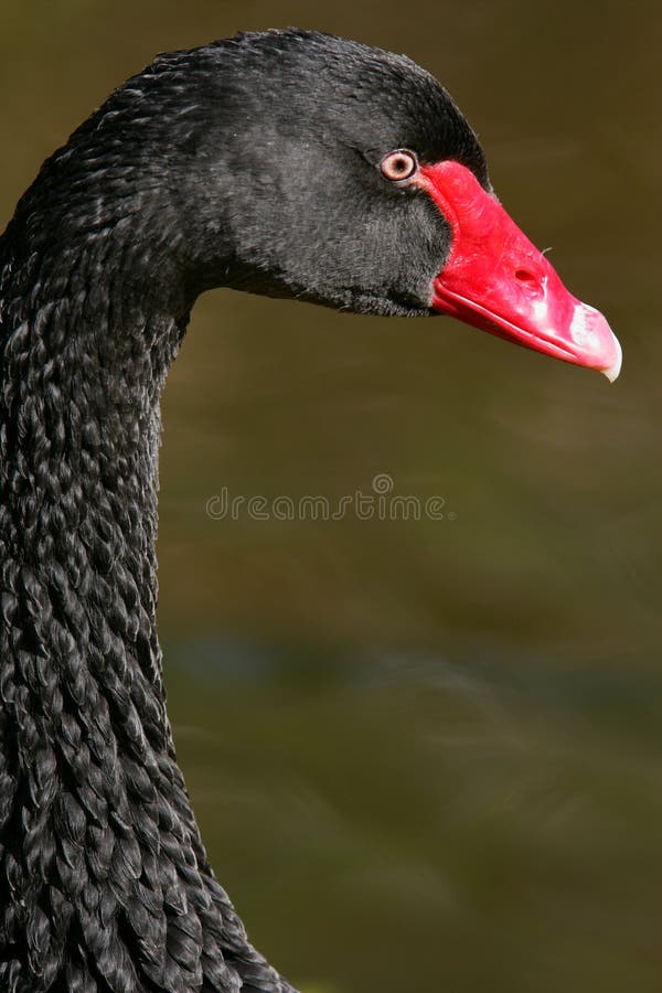Black Swan stock photo. Image of animal, glem, swan, gleming - 7322474