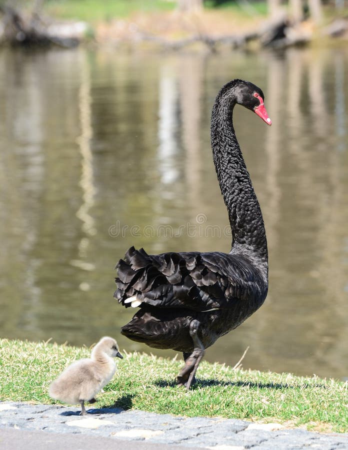 Swan baby stock photo. Image of nature, feather, swan - 95387688