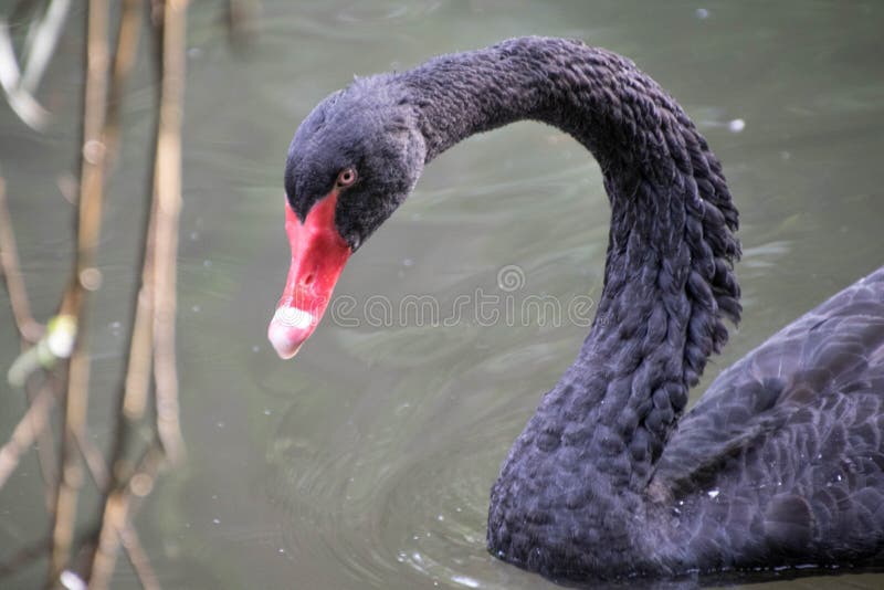 Black Swan, Beak, Water Bird, Bird Picture. Image: 122204778
