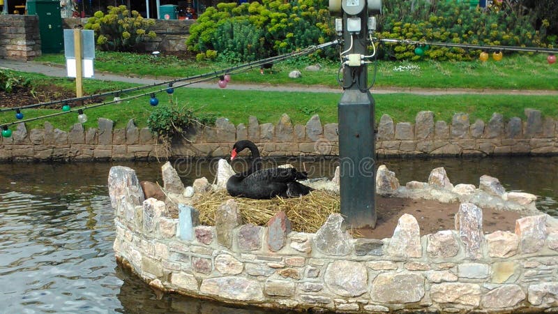 Black Swan Bird Nesting stock photo. Image of cables - 92393006