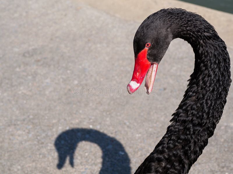 Black Swan stock photo. Image of elegant, mouth, macro - 39337894
