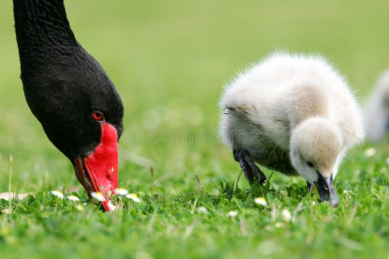 Black Swan Cygnet stock photo. Image of cygnets, bird - 7322824