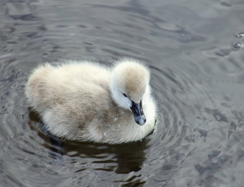 Black Swan Cygnet stock photo. Image of single, nature - 52726360