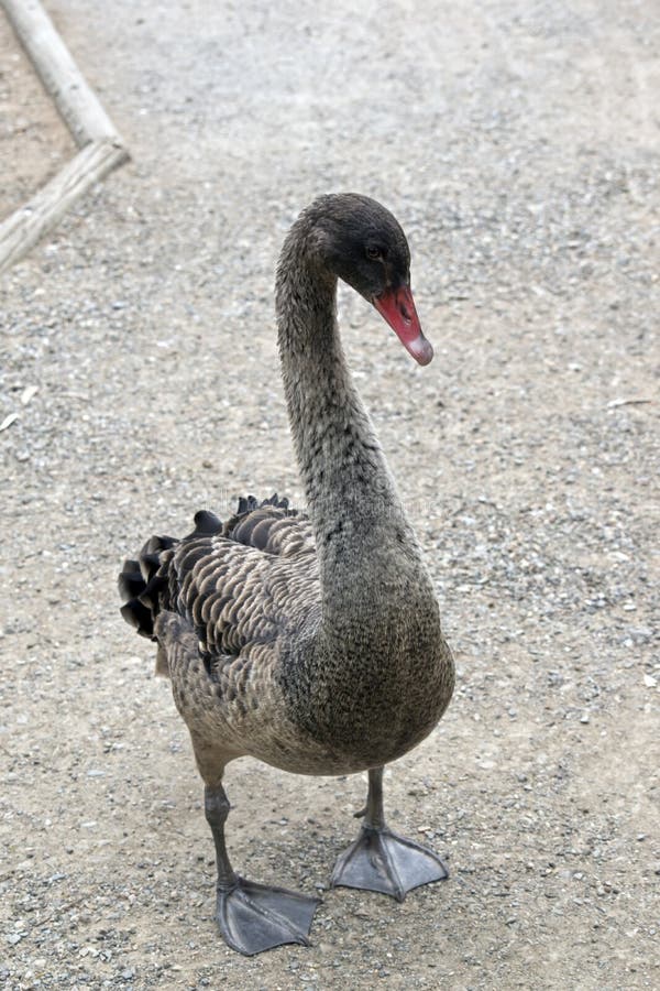 Black swan cygnet stock photo. Image of australia, view - 108021390